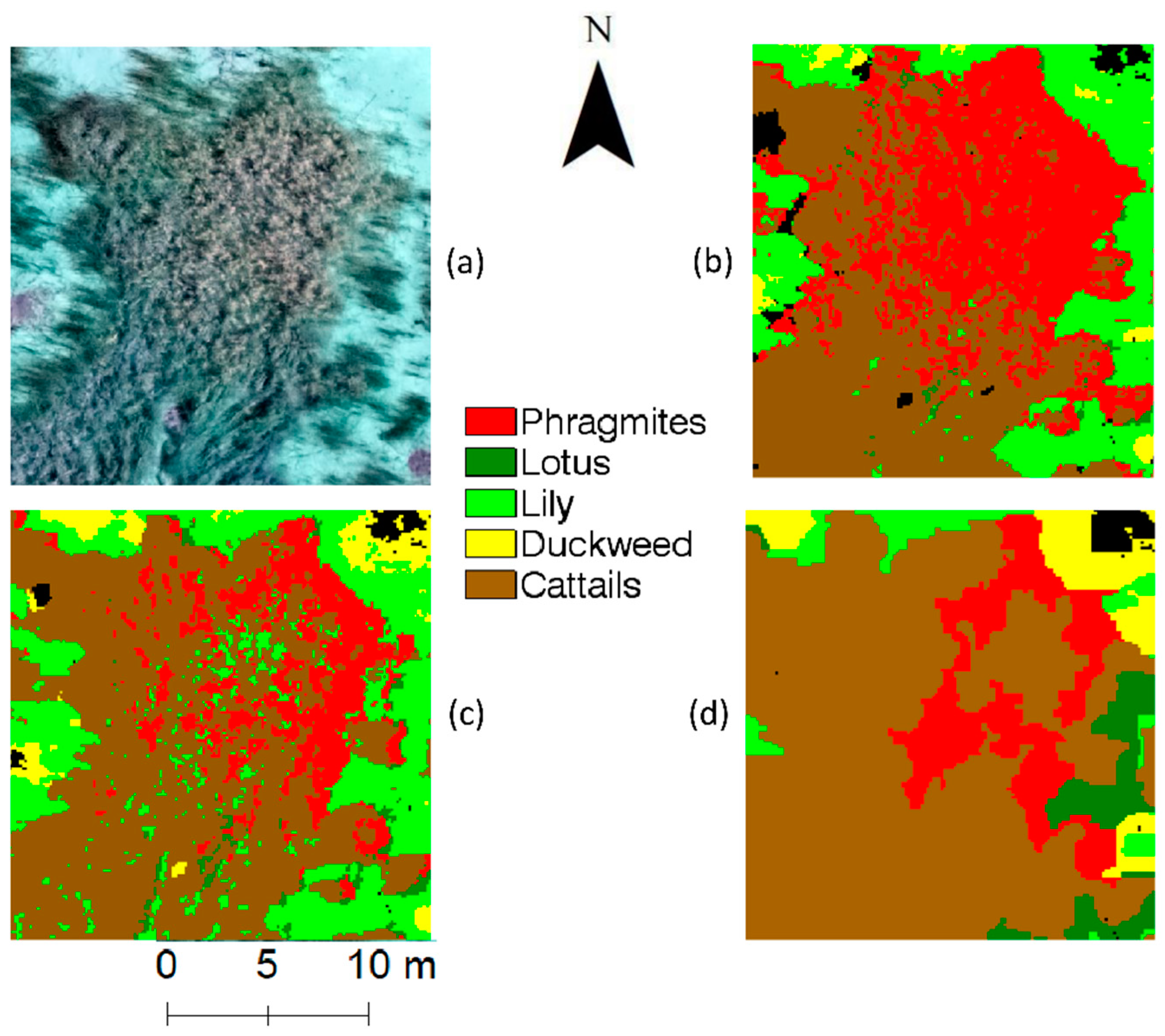 Mapping Invasive Phragmites australis in the Old Woman Creek Estuary ...
