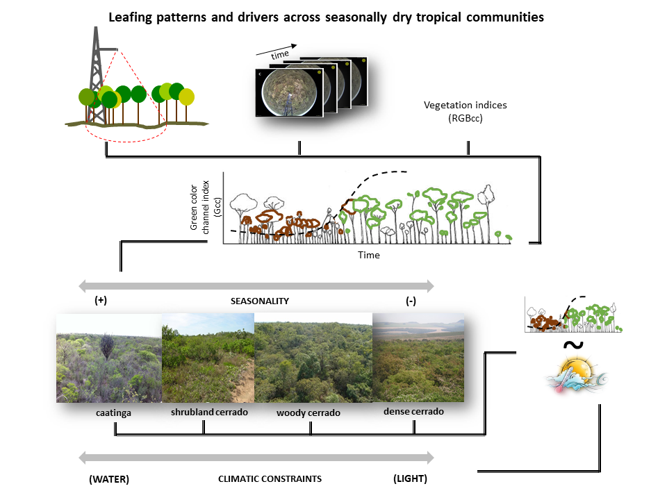 Remote Sensing | Free Full-Text | Leafing Patterns and Drivers across ...