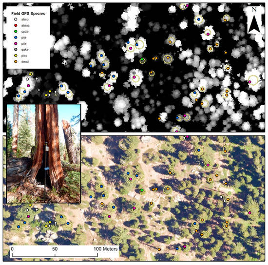 Remote Sensing | Free Full-Text | A Convolutional Neural Network Classifier Identifies Tree ...