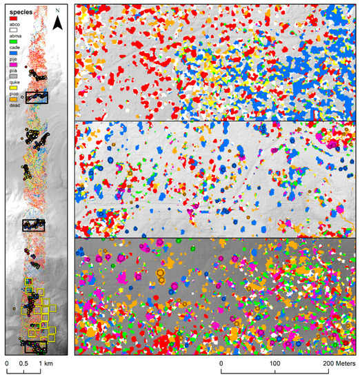 Remote Sensing | Free Full-Text | A Convolutional Neural Network Classifier Identifies Tree ...