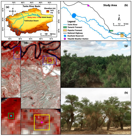 Effects of Distinguishing Vegetation Types on the Estimates of Remotely ...