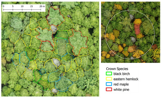 Tree Species Traits Determine the Success of LiDAR-Based Crown Mapping ...