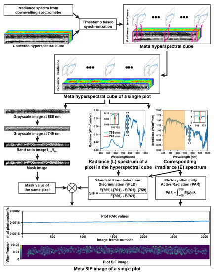 Ground Based Hyperspectral Imaging to Characterize Canopy-Level ...