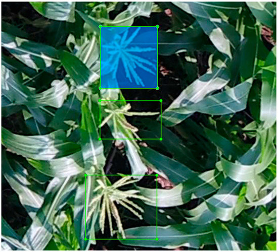 Detection of Maize Tassels from UAV RGB Imagery with Faster R-CNN