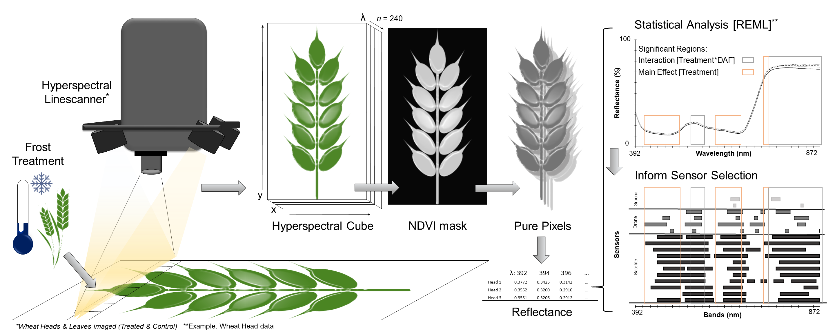 Remote Sensing | Free Full-Text | Detecting Frost Stress in Wheat: A ...