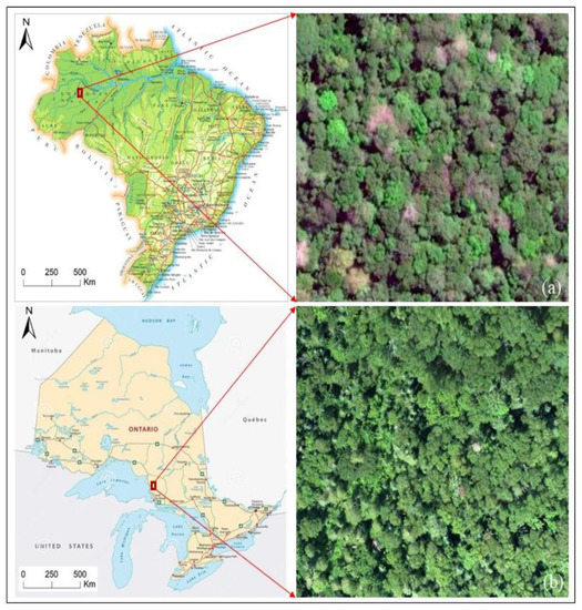 Remote Sensing | Free Full-Text | A New Individual Tree Crown ...