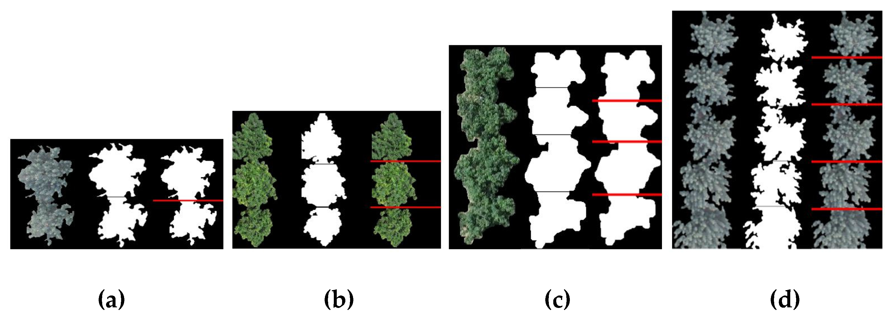 Interlacing Orchard Canopy Separation and Assessment using UAV Images