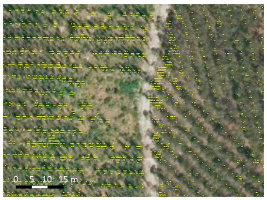 Individual Tree Detection in a Eucalyptus Plantation Using Unmanned ...