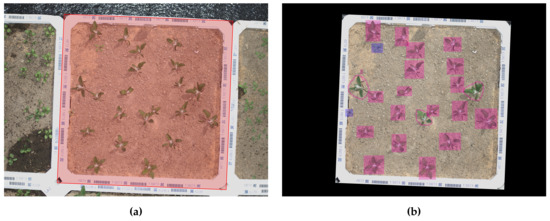 Open Plant Phenotype Database of Common Weeds in Denmark