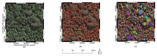 Tree Crown Delineation Algorithm Based on a Convolutional Neural Network