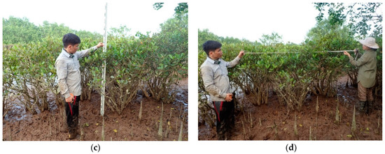 Comparison of Machine Learning Methods for Estimating Mangrove Above ...