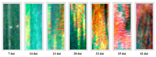 Identification of Wheat Yellow Rust Using Spectral and Texture Features of Hyperspectral Images