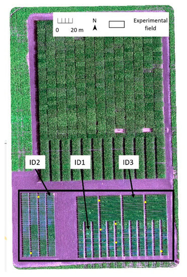 Wheat Lodging Detection from UAS Imagery Using Machine Learning Algorithms