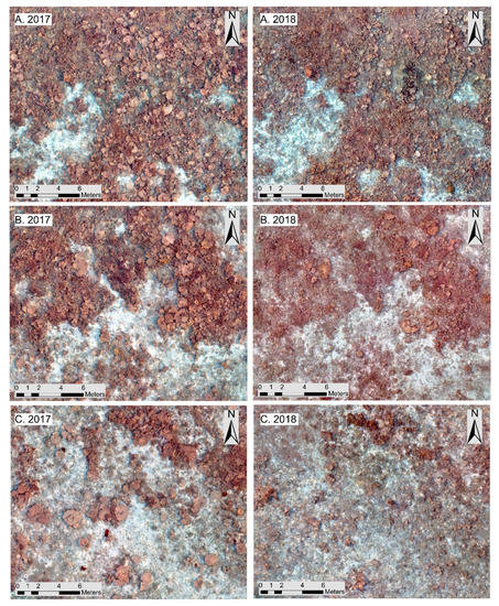 Remote Sensing | Free Full-Text | Multi-Temporal UAV Data and Object-Based Image Analysis (OBIA ...