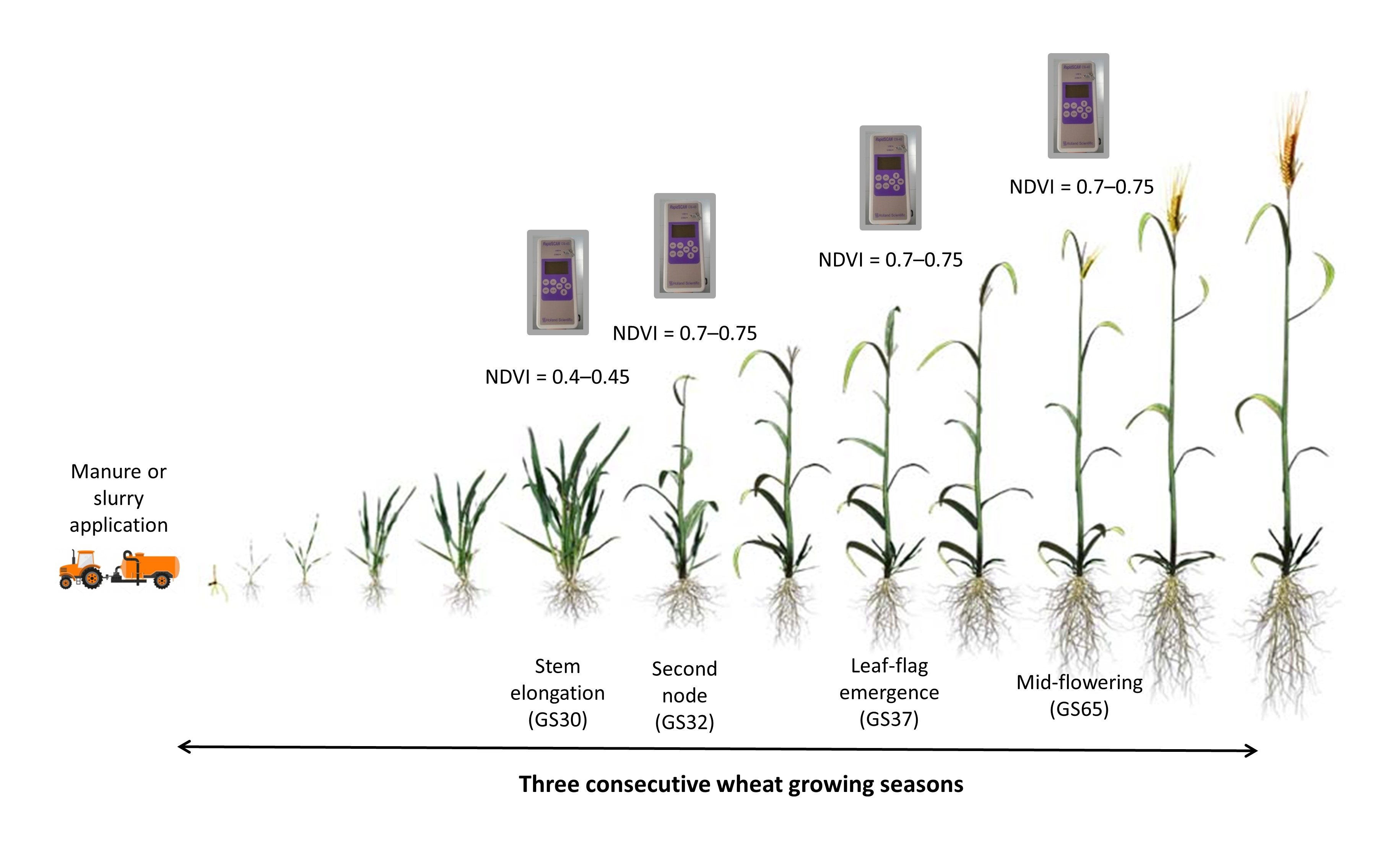 Remote Sensing Free Full Text Wheat Yield Estimation With Ndvi Values Using A Proximal