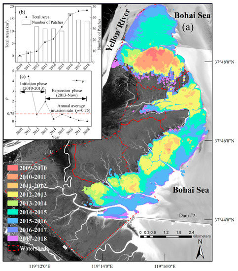How Does Spartina alterniflora Invade in Salt Marsh in Relation to ...