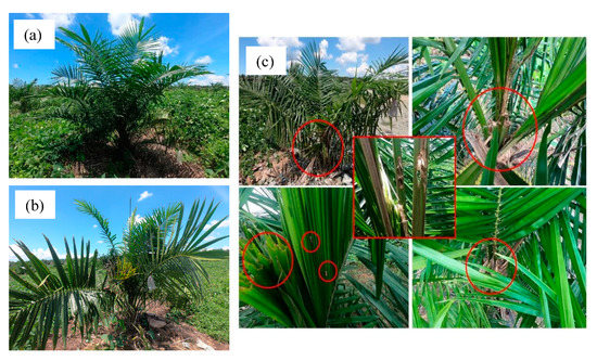 Assessing the Influence of UAV Altitude on Extracted Biophysical ...