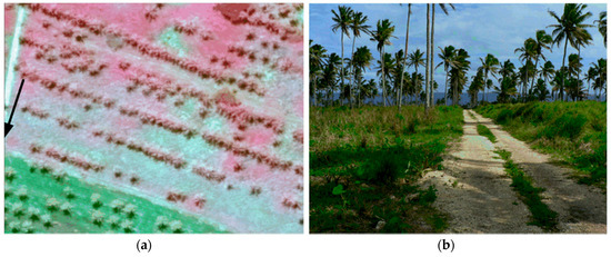 Remote Sensing of Coconut Trees in Tonga Using Very High Spatial ...