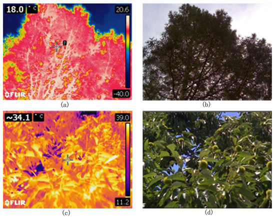 Indirect Measurement of Forest Canopy Temperature by Handheld Thermal ...
