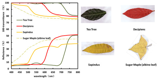Exploring the Optical Properties of Leaf Photosynthetic and Photo ...