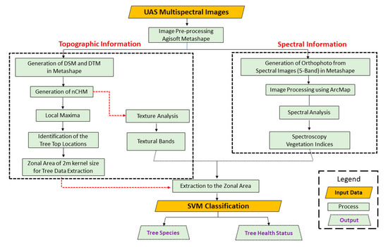 Tree Species Classification and Health Status Assessment for a Mixed ...