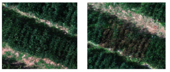 Monitoring Wheat Fusarium Head Blight Using Unmanned Aerial Vehicle ...