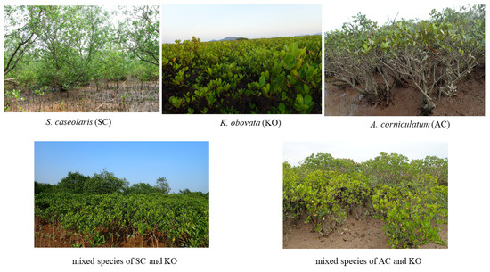Probabilistic Mangrove Species Mapping with Multiple-Source Remote-Sensing Datasets Using Label ...