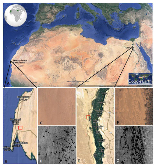 Remote Sensing | Free Full-Text | Sand Dune Dynamics Exploiting a Fully Automatic Method Using ...