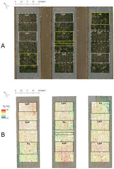Applying RGB- and Thermal-Based Vegetation Indices from UAVs for High ...