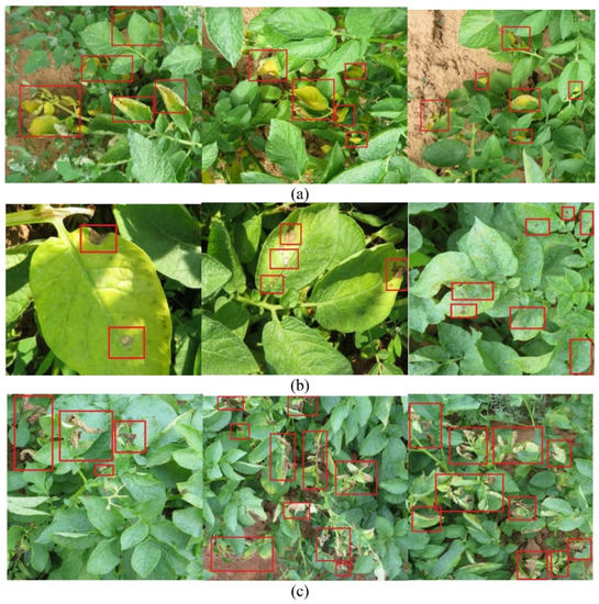 Remote Sensing | Free Full-Text | Detection of a Potato Disease (Early ...
