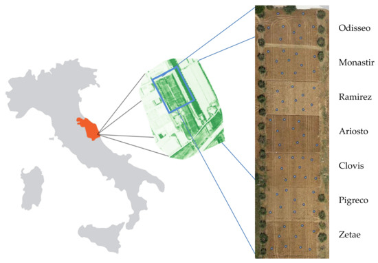 Vegetation Indices Data Clustering For Dynamic Monitoring And Classification Of Wheat Yield Crop
