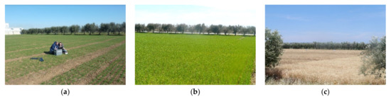 Vegetation Indices Data Clustering For Dynamic Monitoring And Classification Of Wheat Yield Crop