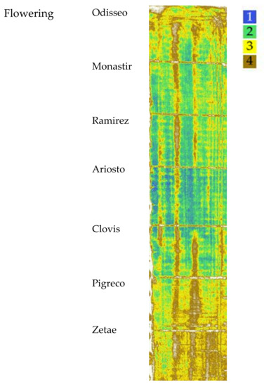 Vegetation Indices Data Clustering For Dynamic Monitoring And Classification Of Wheat Yield Crop