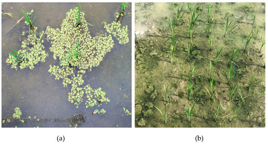 Crop Row Segmentation and Detection in Paddy Fields Based on Treble ...