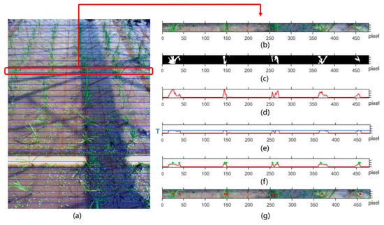 Crop Row Segmentation and Detection in Paddy Fields Based on Treble ...