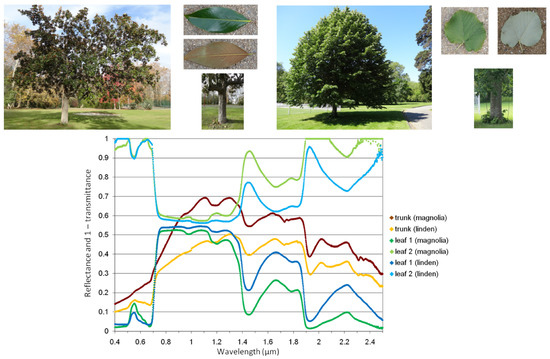 Remote Sensing | Free Full-Text | Impact of Tree Crown Transmittance on ...