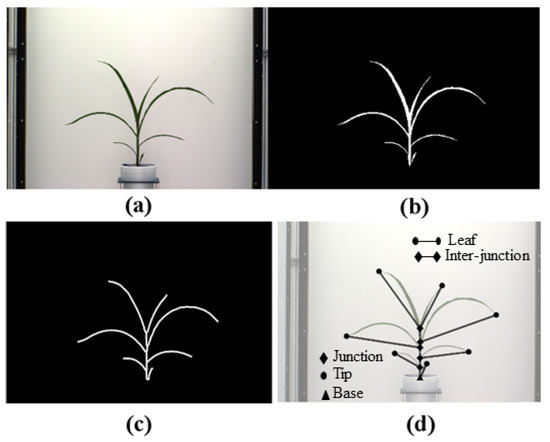 Visual Growth Tracking for Automated Leaf Stage Monitoring Based on ...