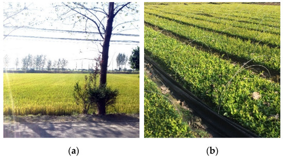 High-Resolution Rice Mapping Based on SNIC Segmentation and Multi-Source Remote Sensing Images