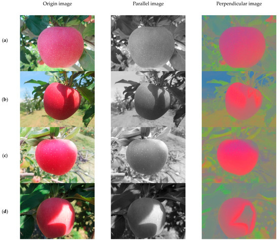A Method of Segmenting Apples Based on Gray-Centered RGB Color Space