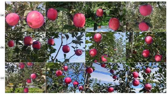 A Method of Segmenting Apples Based on Gray-Centered RGB Color Space