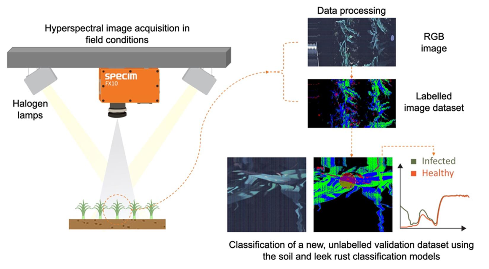 Remote Sensing | Free Full-Text | Detection of Leek Rust Disease under ...