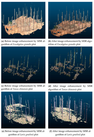 Forest 3D Reconstruction and Individual Tree Parameter Extraction ...