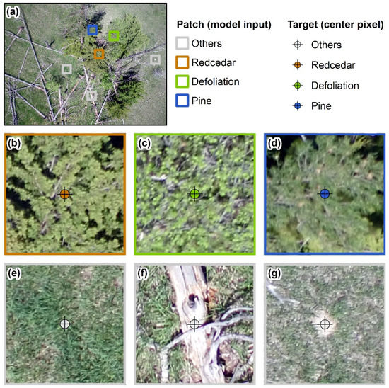 Remote Sensing | Free Full-Text | Early Detection of Encroaching Woody ...