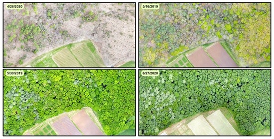 Remote Sensing | Free Full-Text | A Comparison of Multi-Temporal RGB ...