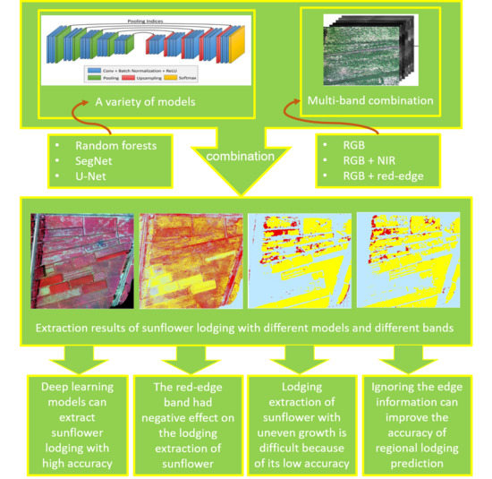 Remote Sensing | Free Full-Text | Extraction of Sunflower Lodging Information Based on UAV Multi ...