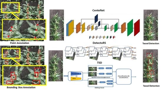 Remote Sensing | Free Full-Text | Advancing Tassel Detection and Counting: Annotation and Algorithms
