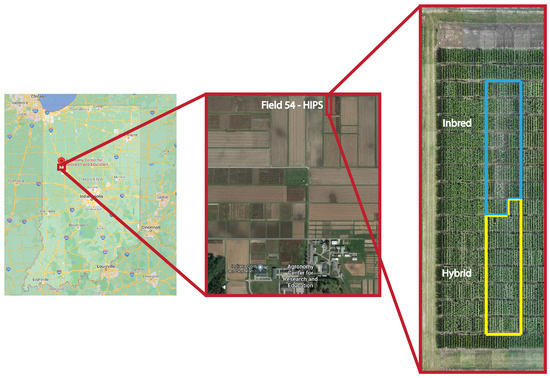 Advancing Tassel Detection and Counting: Annotation and Algorithms