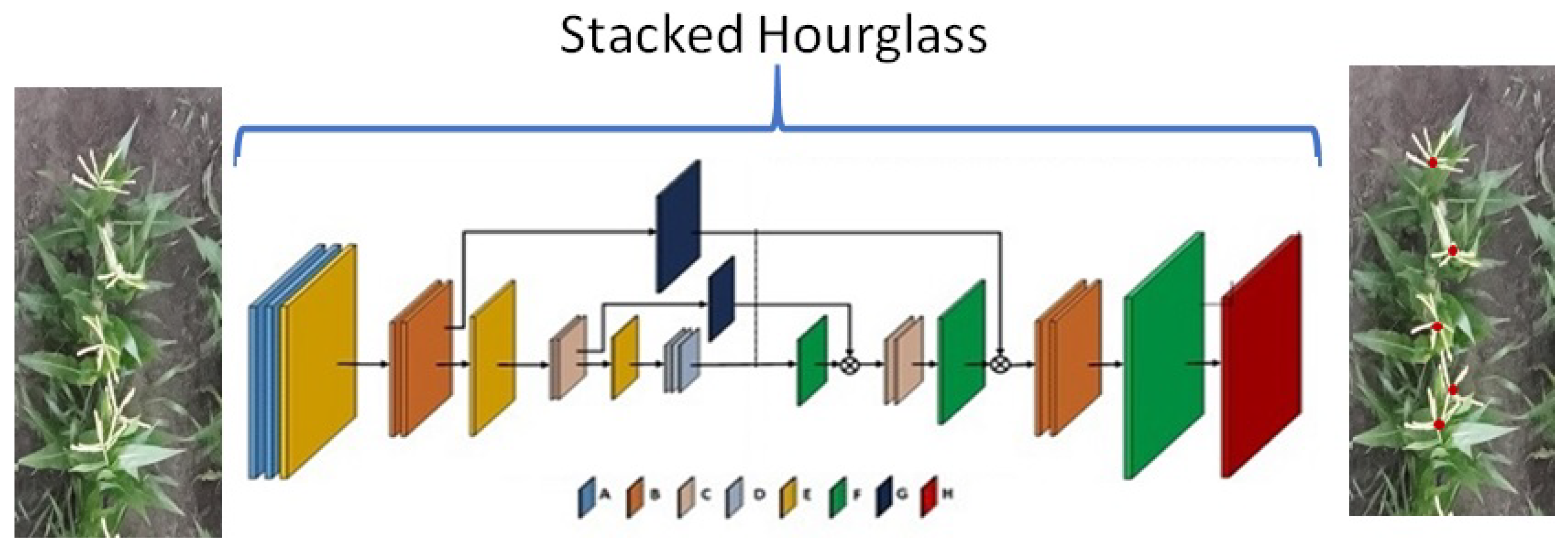 Advancing Tassel Detection and Counting: Annotation and Algorithms