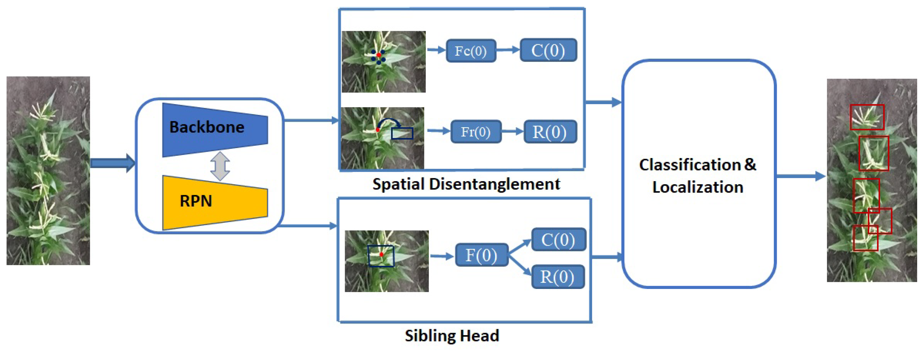 Advancing Tassel Detection and Counting: Annotation and Algorithms