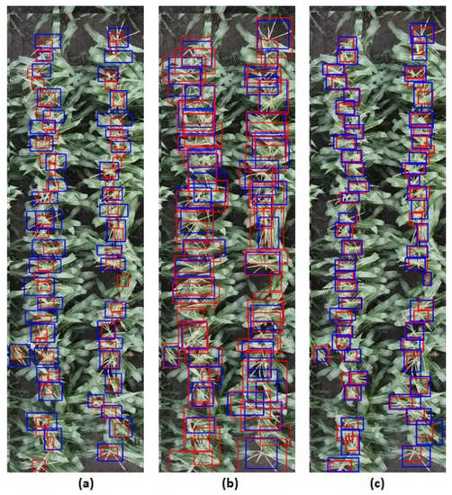 Advancing Tassel Detection and Counting: Annotation and Algorithms